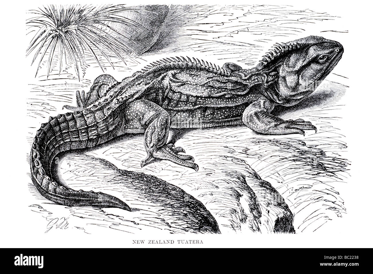 New zealand lizard hi-res stock photography and images - Alamy