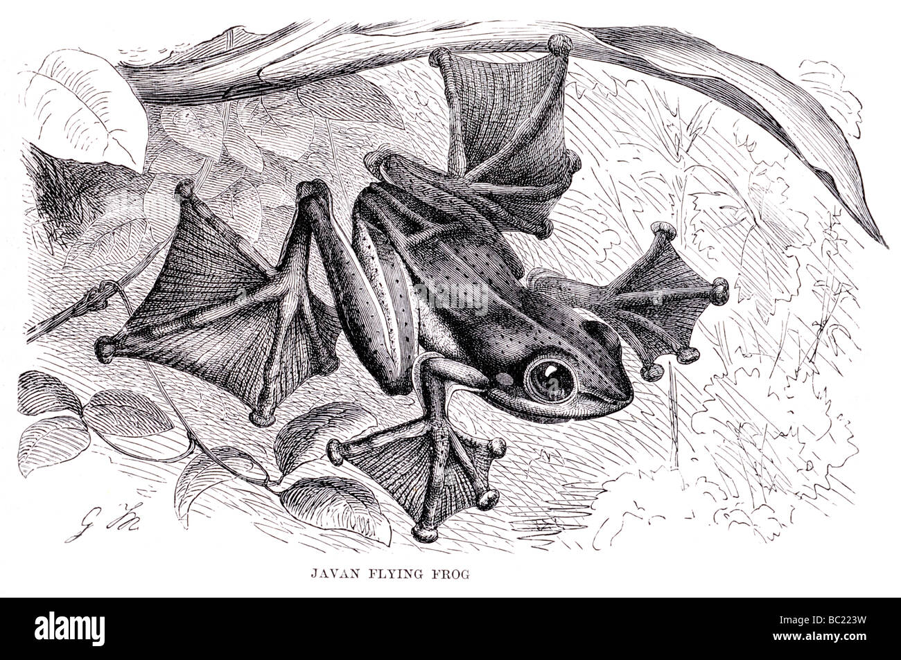 javan flying frog Stock Photo - Alamy