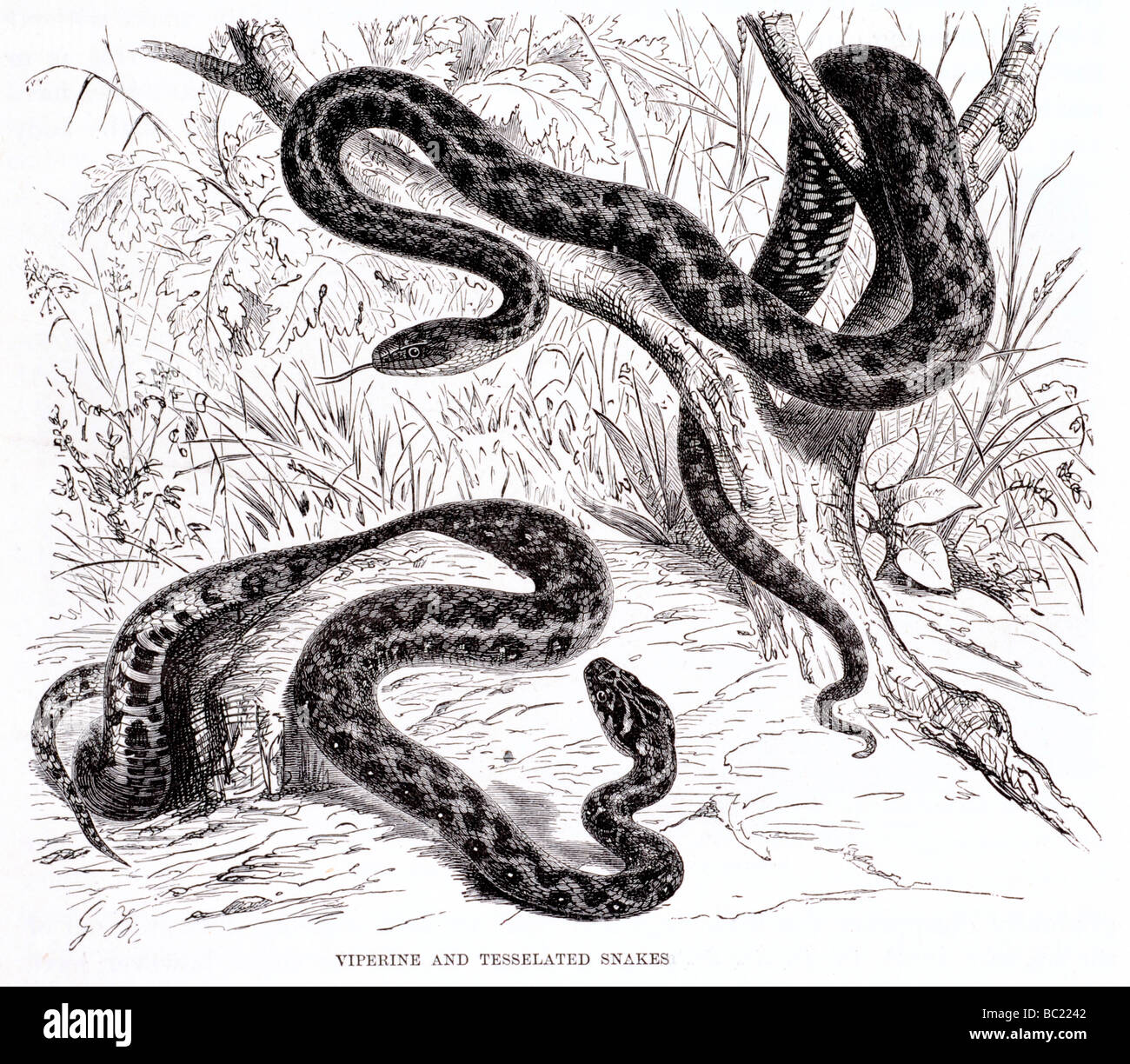 Snakes and lizards hi-res stock photography and images - Alamy