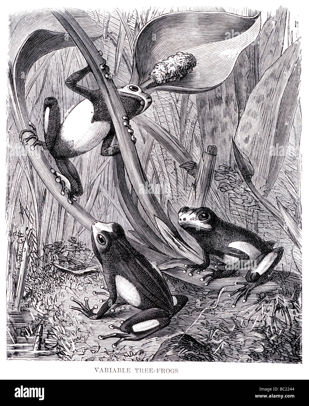 variable tree frogs Stock Photo - Alamy