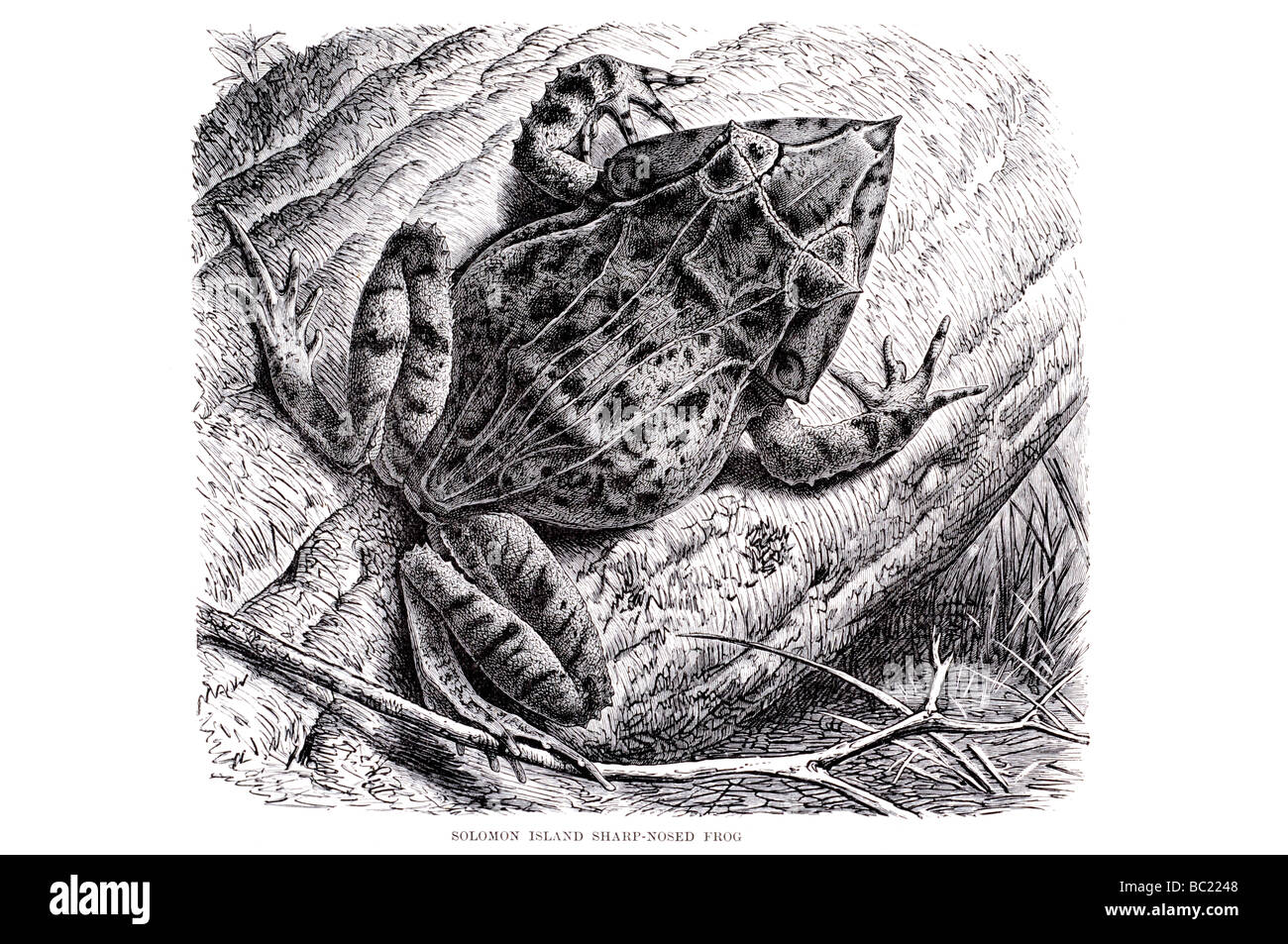 Solomon sharp hi-res stock photography and images - Alamy