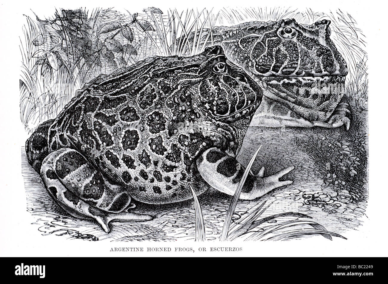 Escuerzos hi-res stock photography and images - Alamy