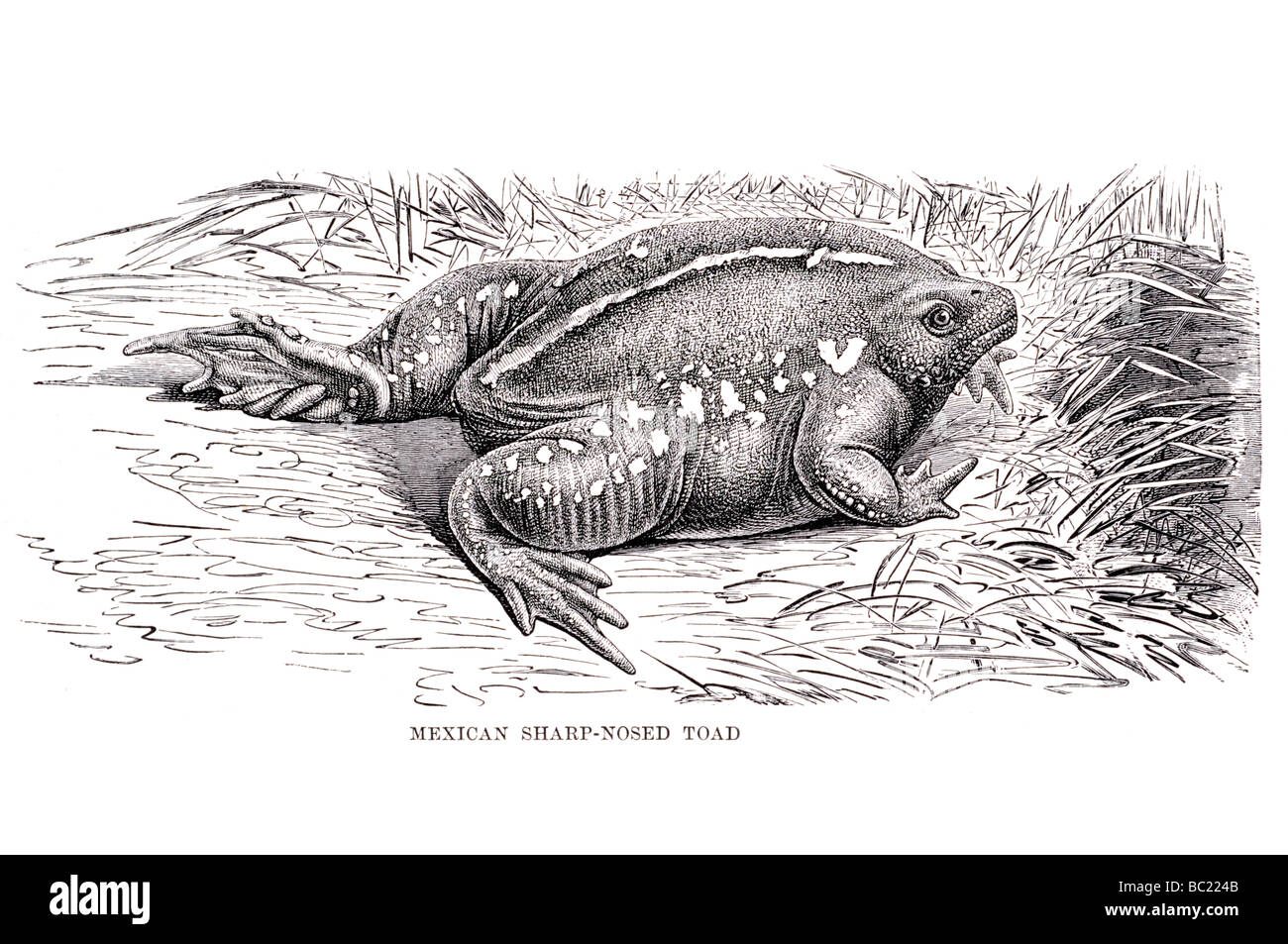 mexican sharp nosed toad Stock Photo - Alamy