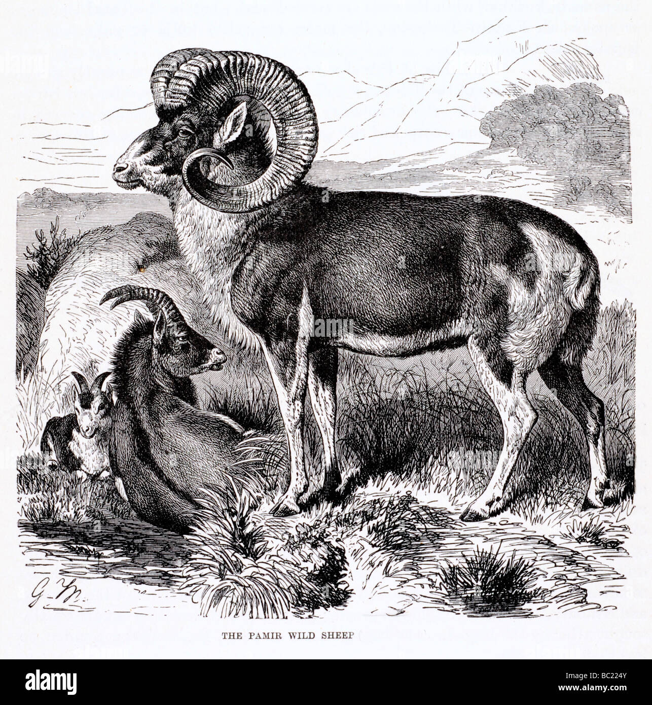 the pamie wild sheep Stock Photo - Alamy