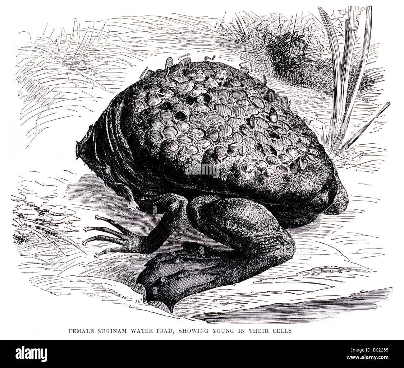 female surinam water toad showing young in their cells Stock Photo - Alamy