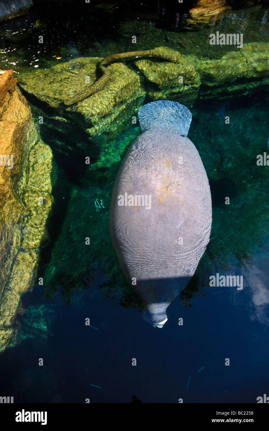 West Indian manatee in Florida's waters, top view Stock Photo - Alamy