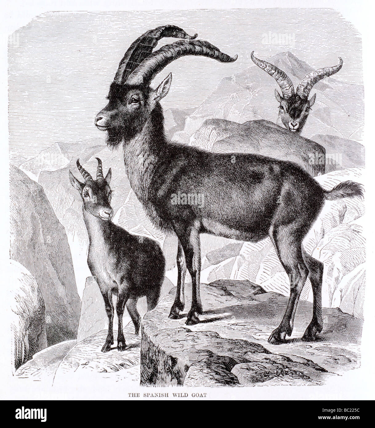 the spanish wild goat Stock Photo - Alamy