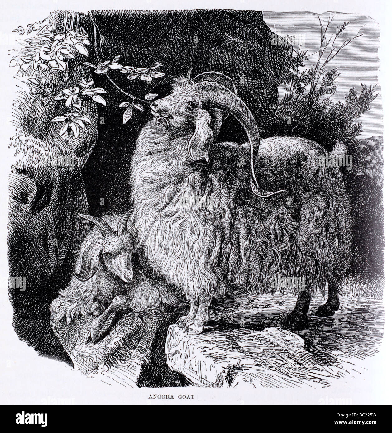 Mohair goats hi-res stock photography and images - Alamy