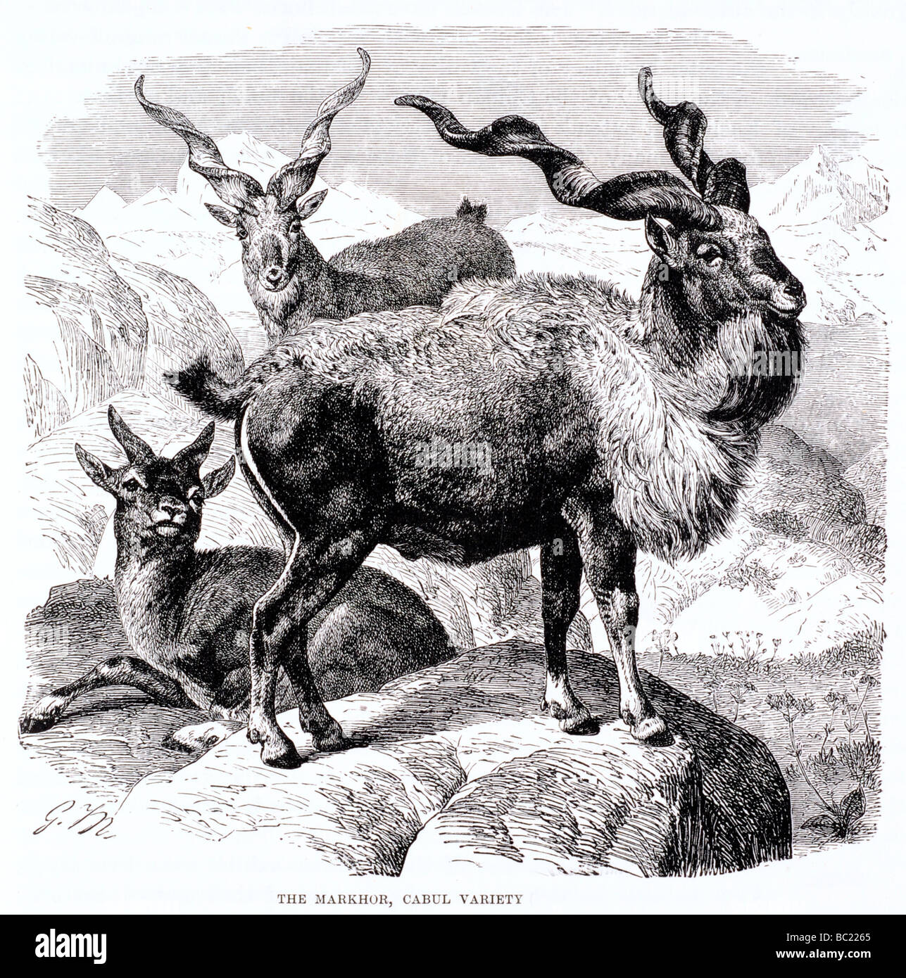 Markhor engraving hi-res stock photography and images - Alamy