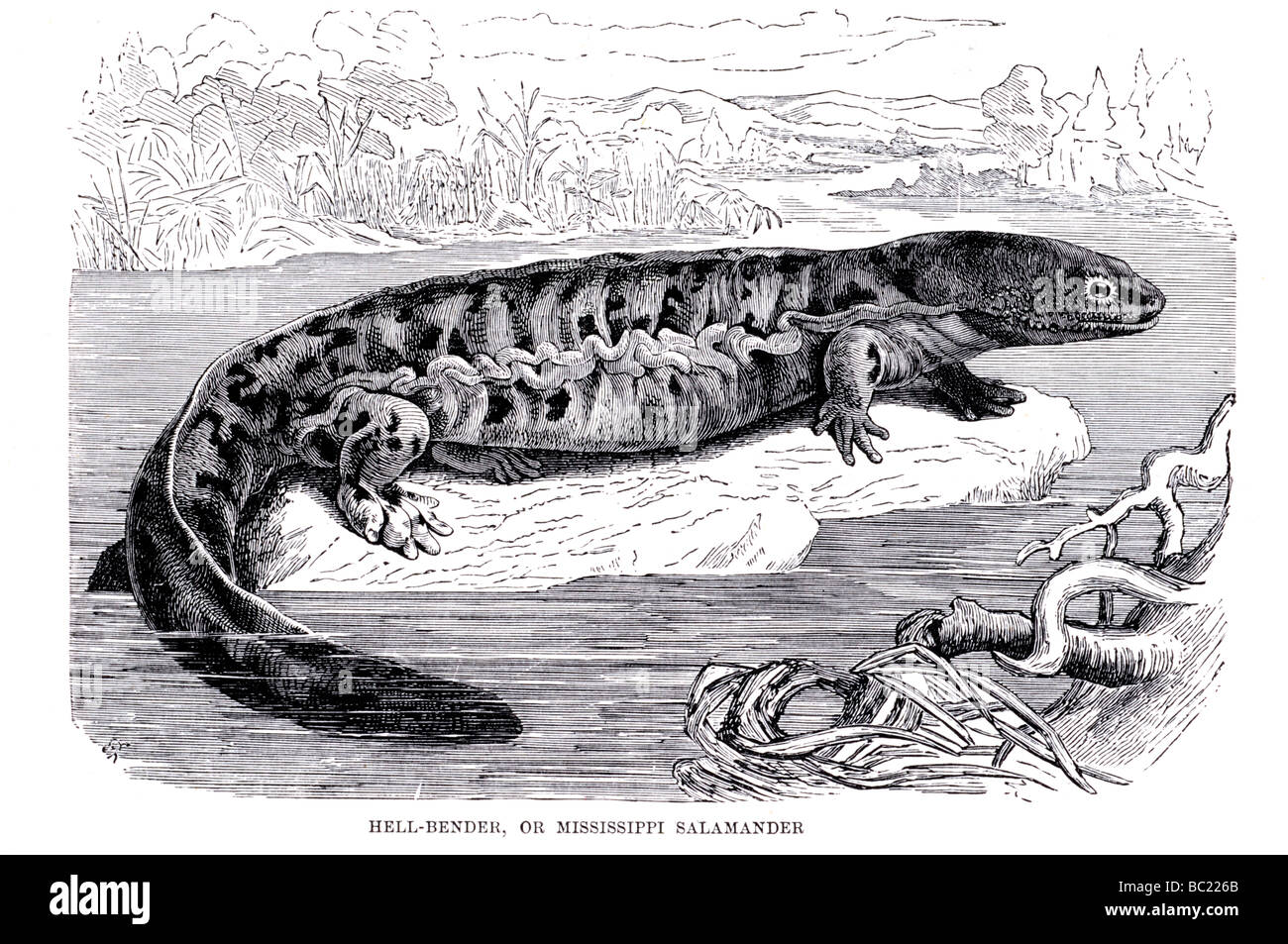 Giant Salamander Drawing