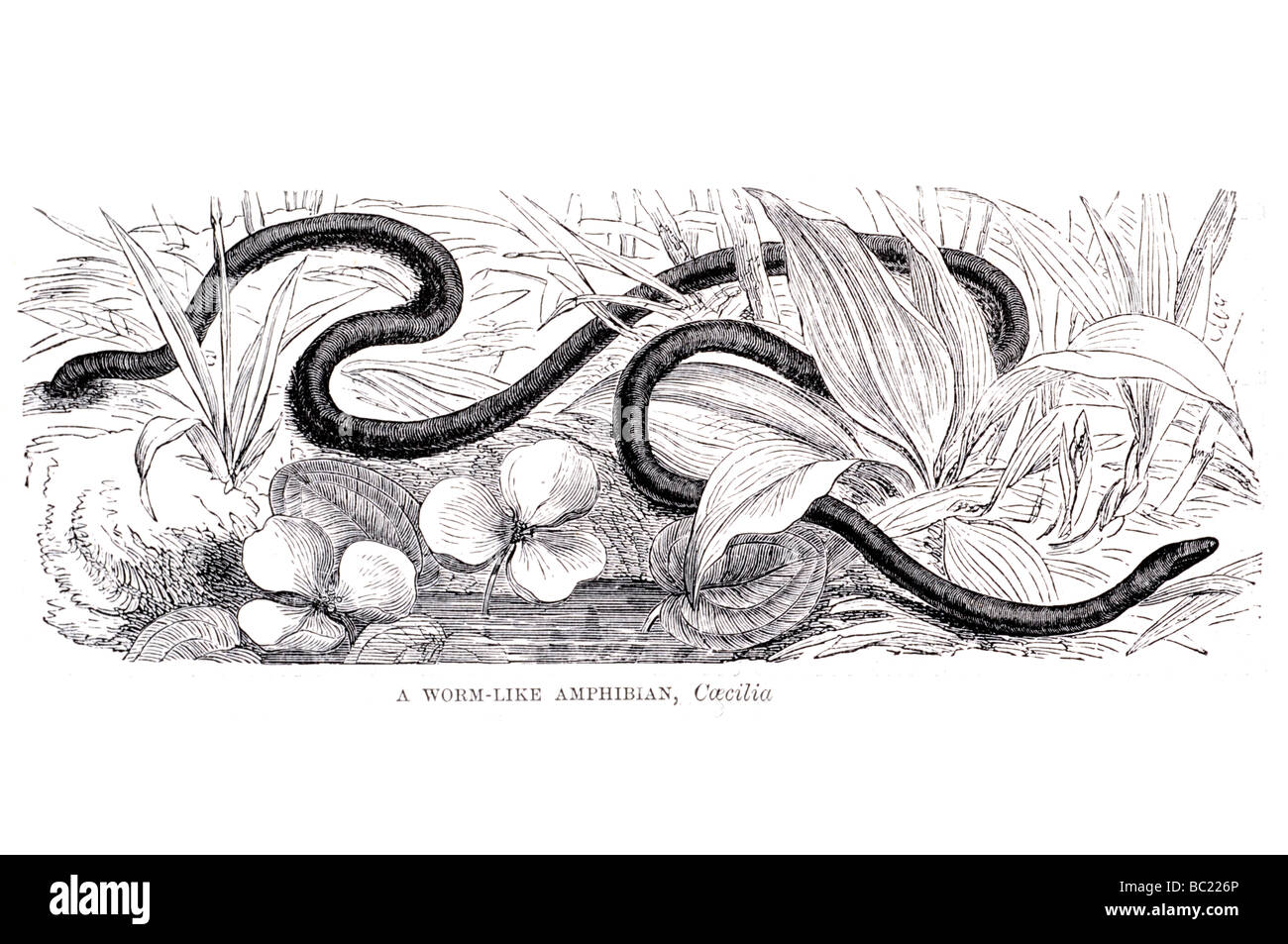 a worm like amphibian cacilia Stock Photo - Alamy