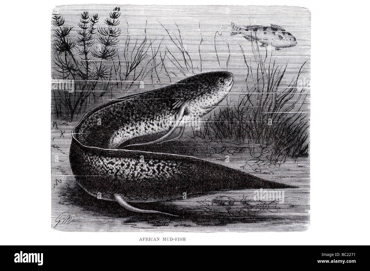 african mud fish Stock Photo - Alamy