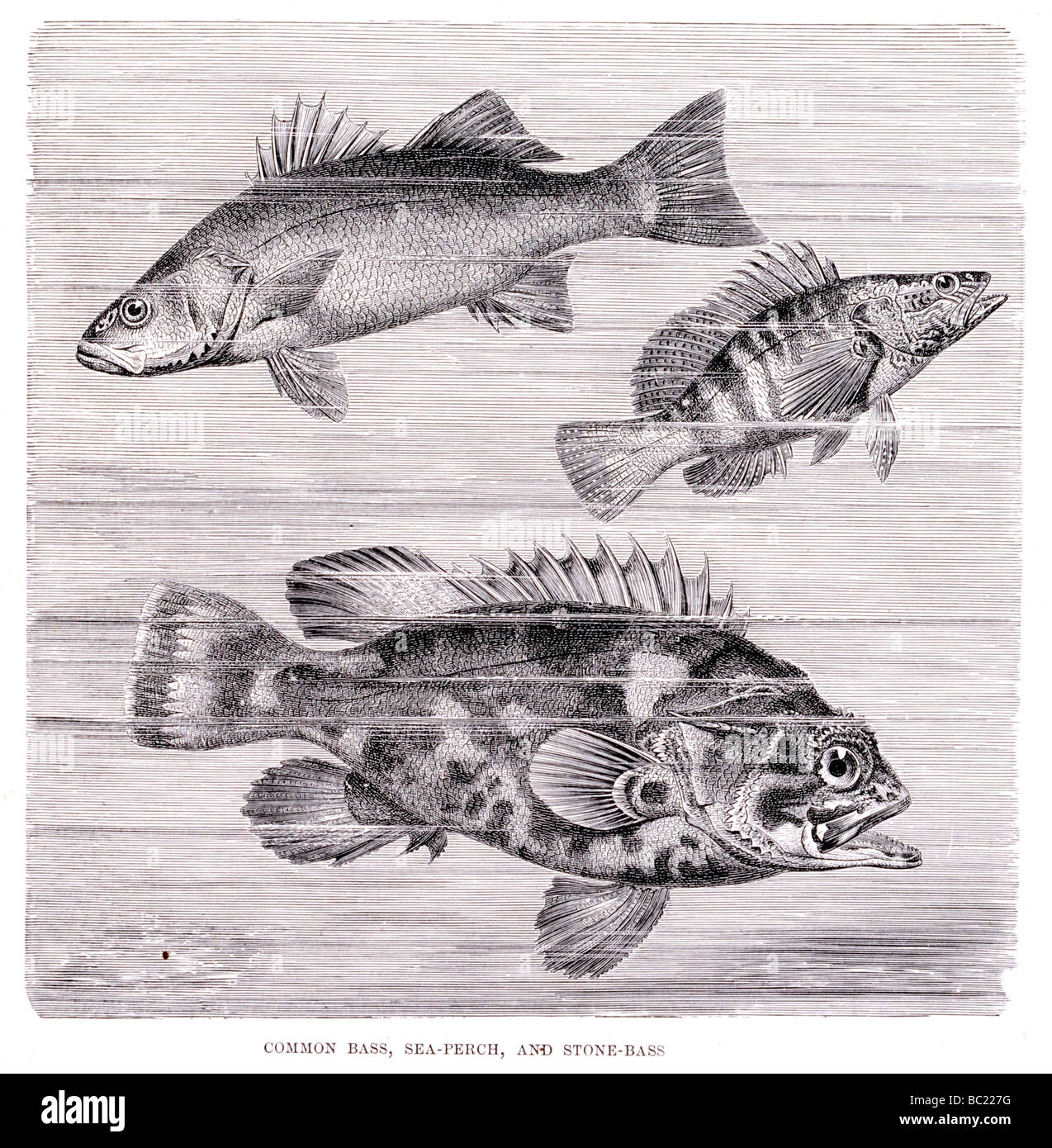 Black bass swim hi-res stock photography and images - Alamy