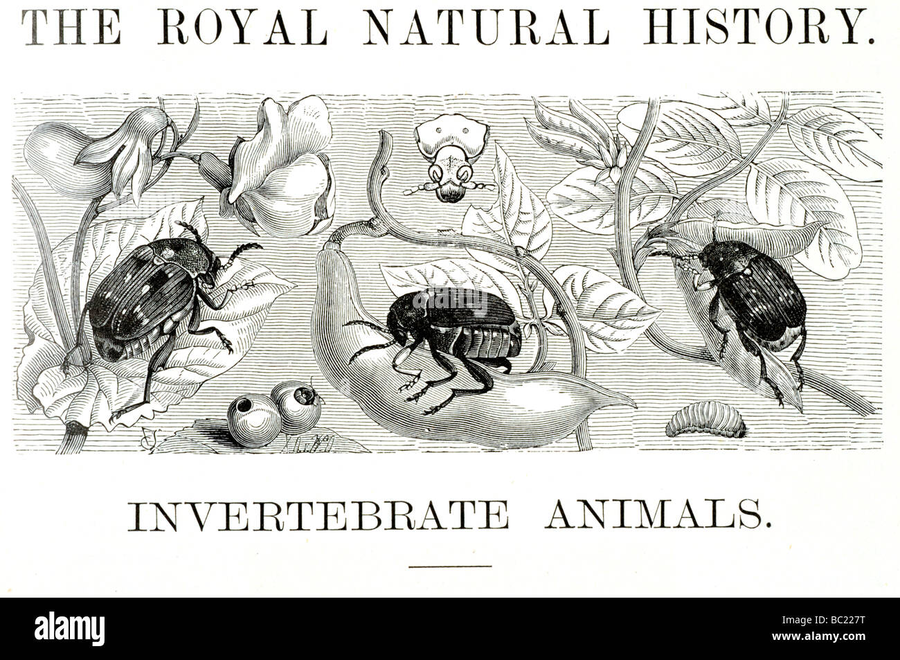 History of animals hi-res stock photography and images - Alamy