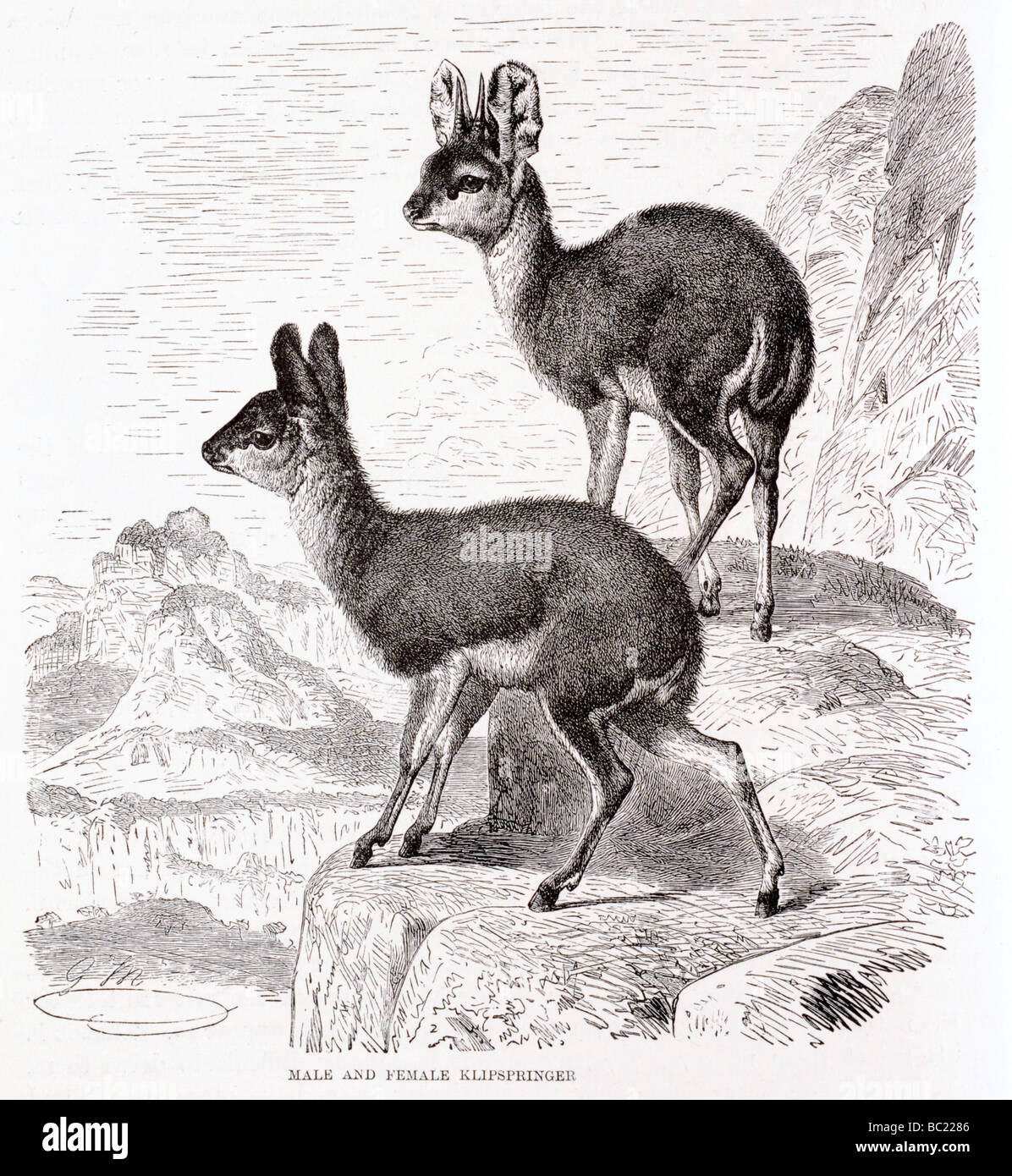 male and female klipspringer Stock Photo - Alamy