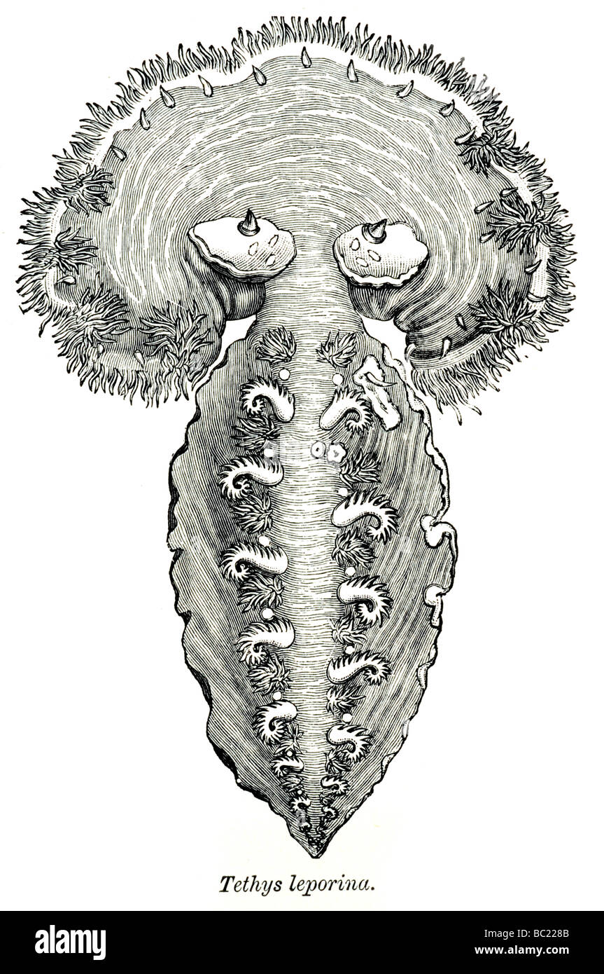 Tethys sea hi-res stock photography and images - Alamy