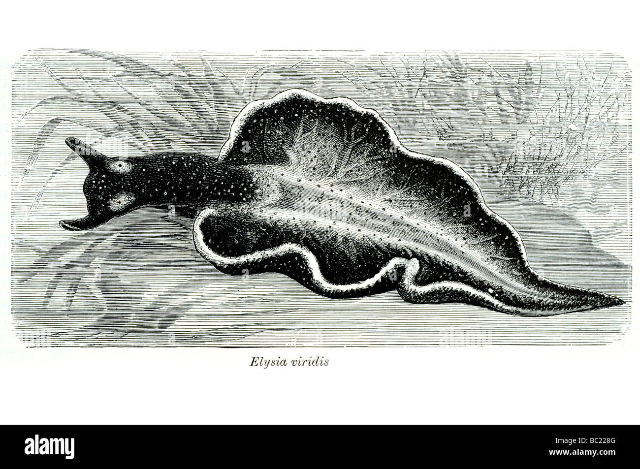 Elysia viridis hi-res stock photography and images - Alamy