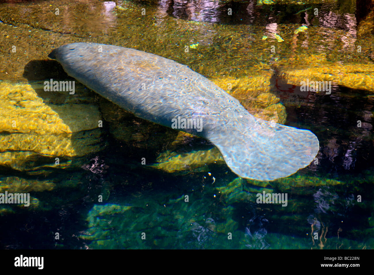 Florida manatee feeding hi-res stock photography and images - Alamy