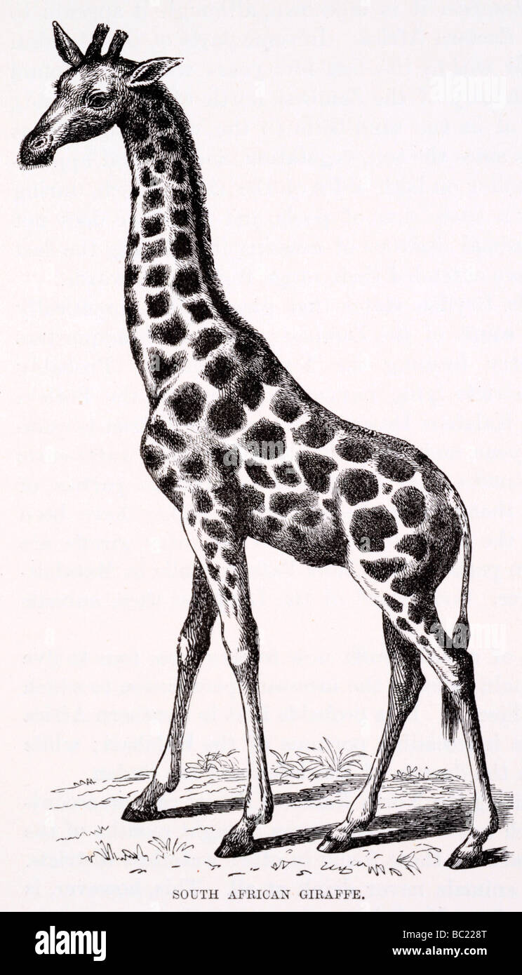 Giraffe Engraving High Resolution Stock Photography and Images - Alamy