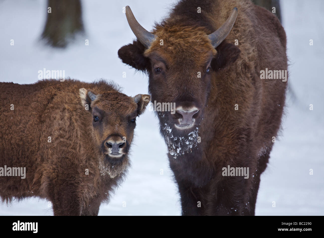 European bison Bison bonasus Stock Photo - Alamy