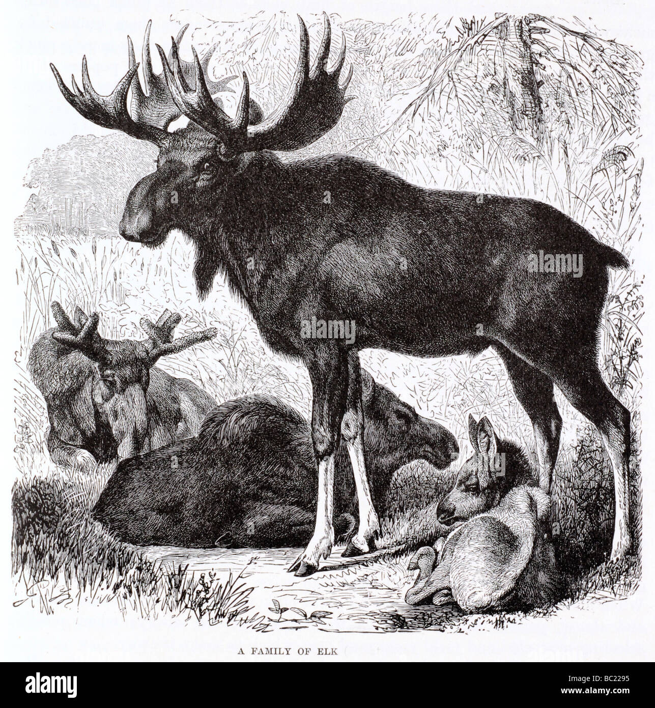 a family of elk Stock Photo - Alamy