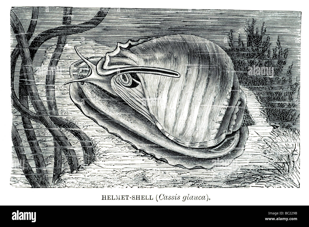 Helmet shell hi-res stock photography and images - Alamy