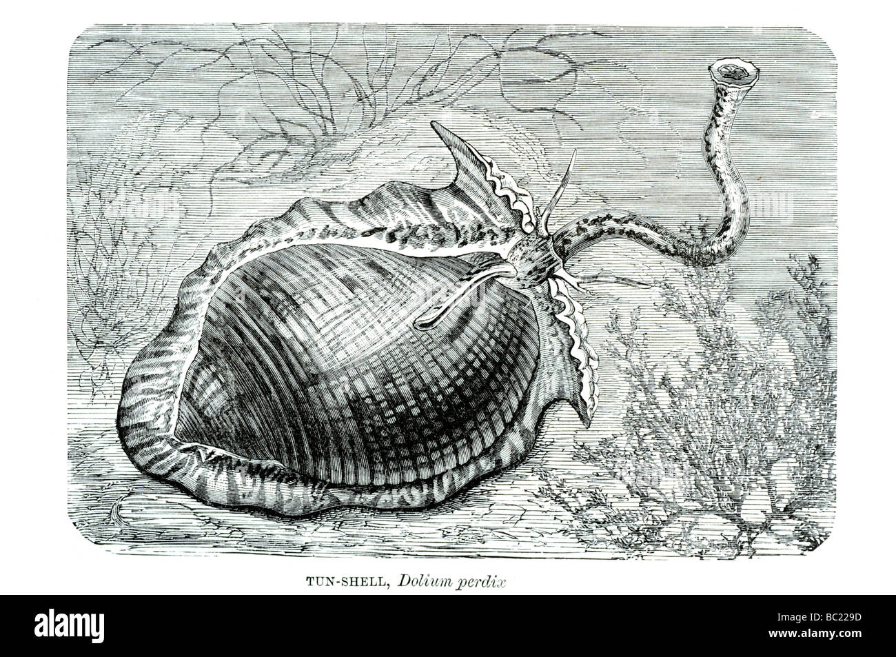 Tun shells hi-res stock photography and images - Alamy