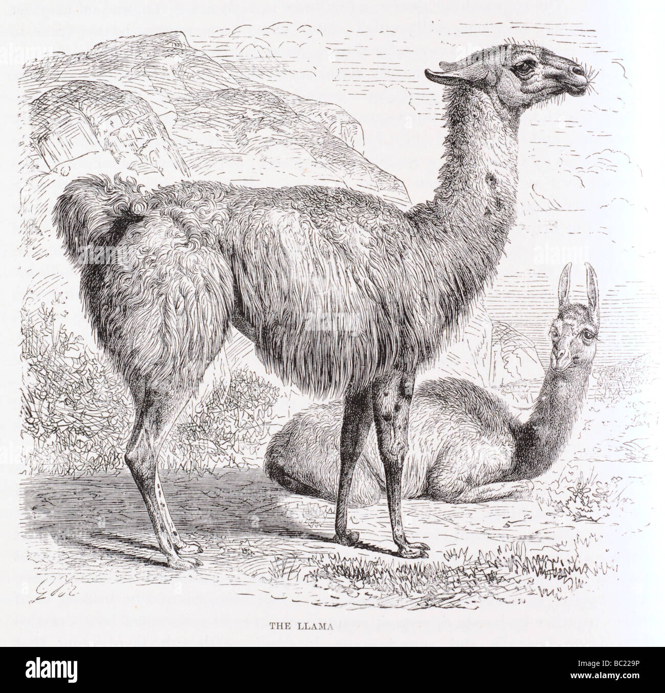 Incas drawing hi-res stock photography and images - Alamy