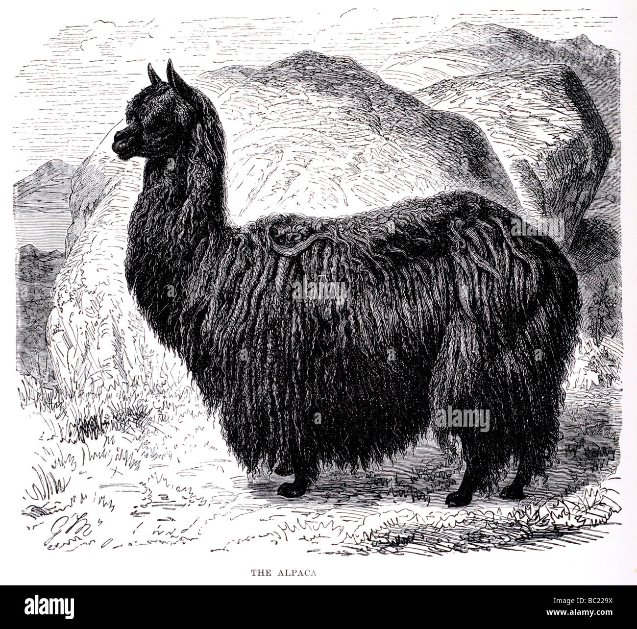 Alpaca drawing hi-res stock photography and images - Alamy