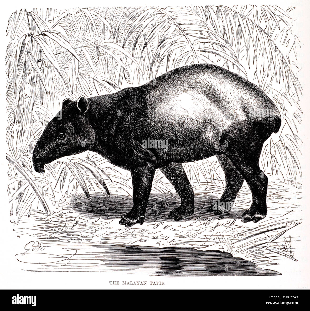 Malayan Tapir Drawing