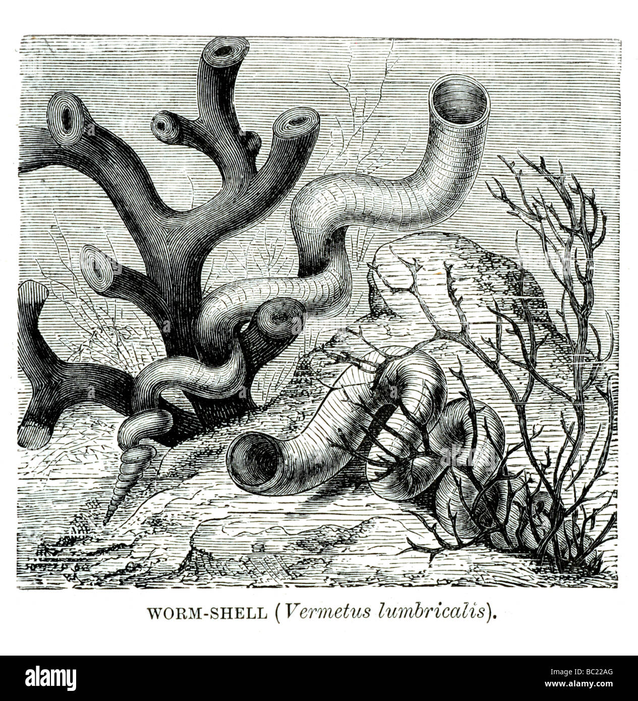 Microchaetus rappi hi-res stock photography and images - Alamy