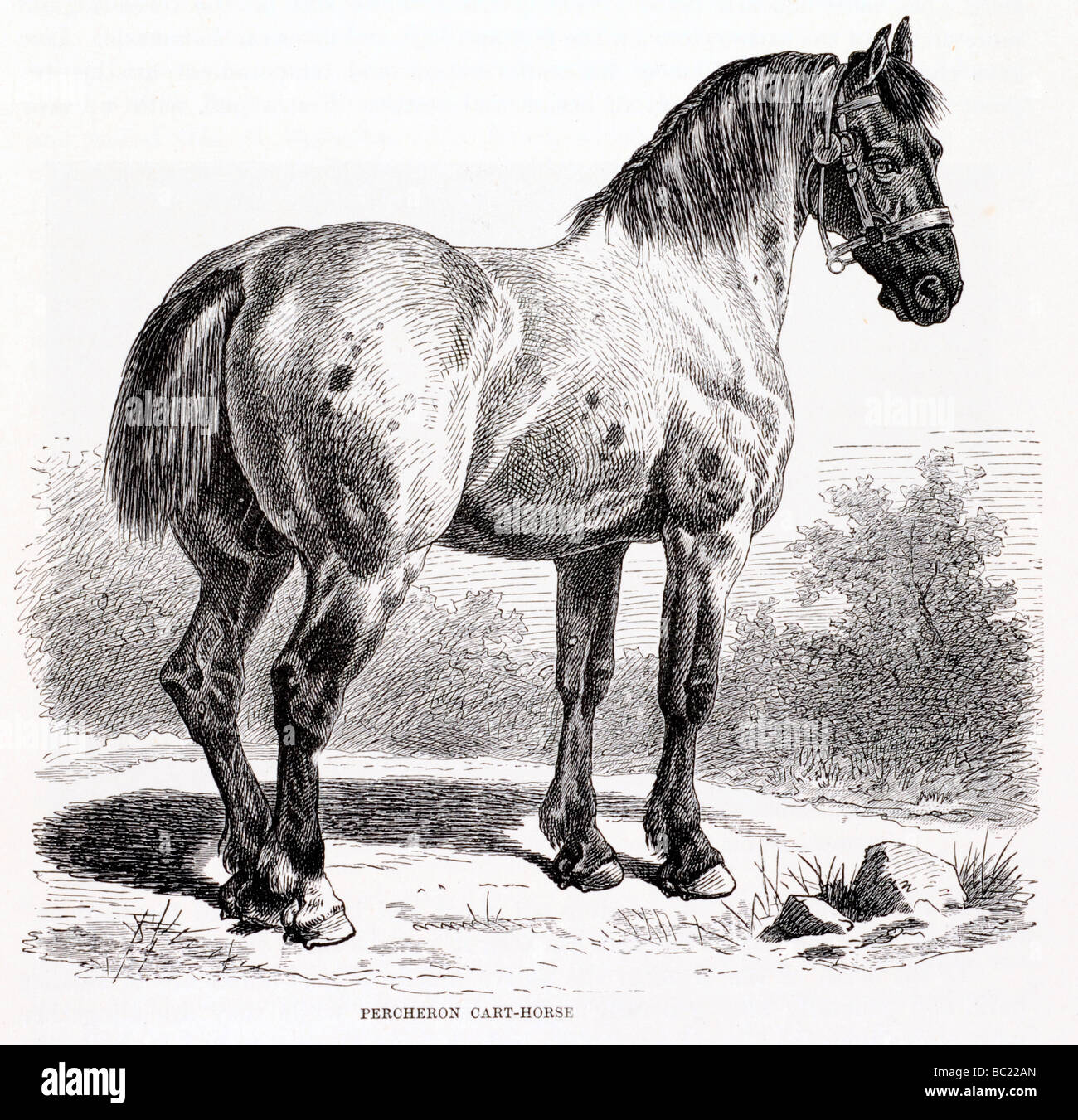 Black Percheron Horse Hi Res Stock Photography And Images Alamy
