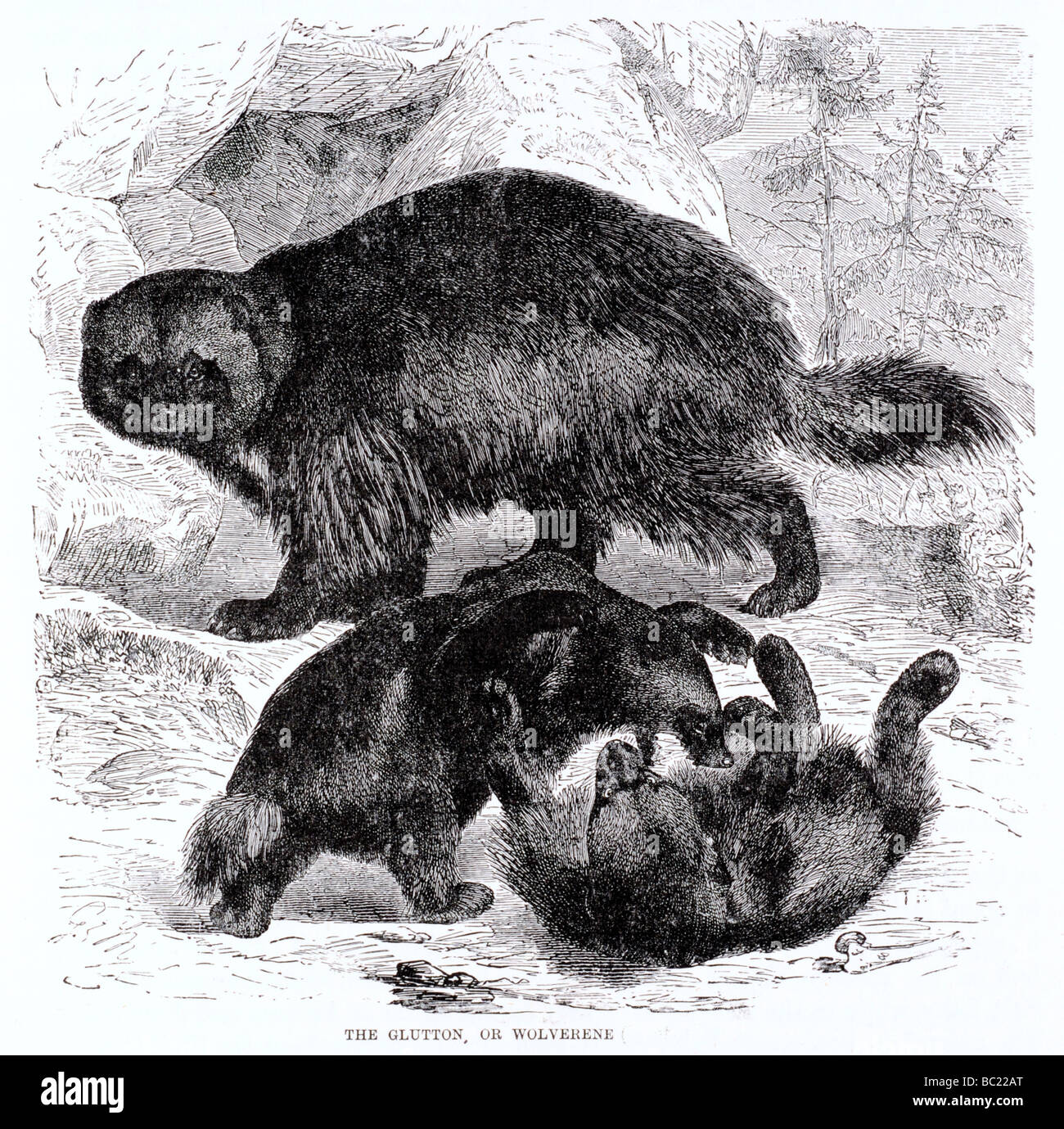 Wolverine animal with prey hi-res stock photography and images - Alamy