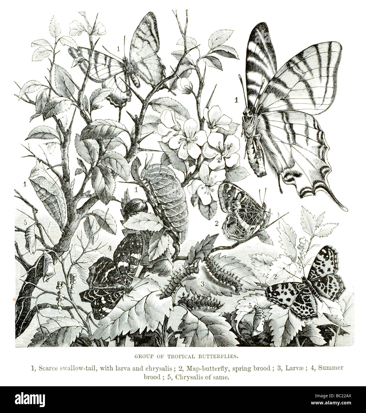 group of tropical butterflies scarce swallow tail with larva and ...