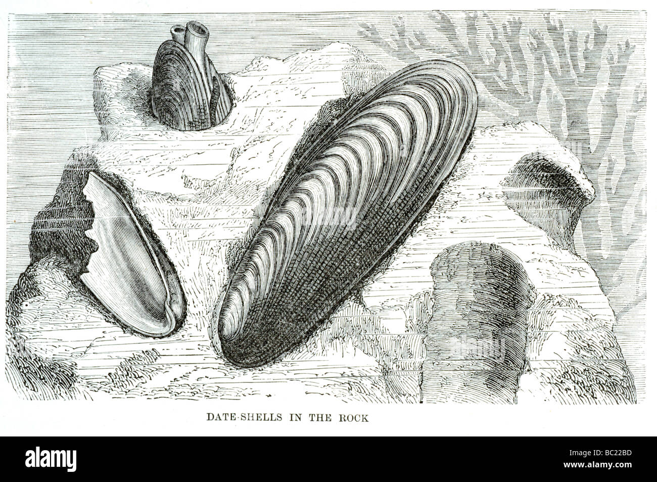 date shells in the rock Stock Photo - Alamy