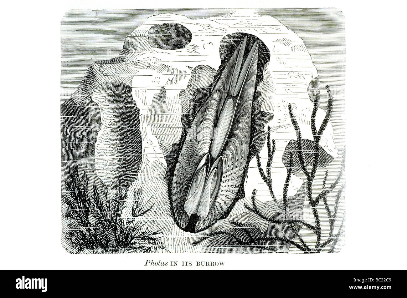 Shell like rock hi-res stock photography and images - Alamy