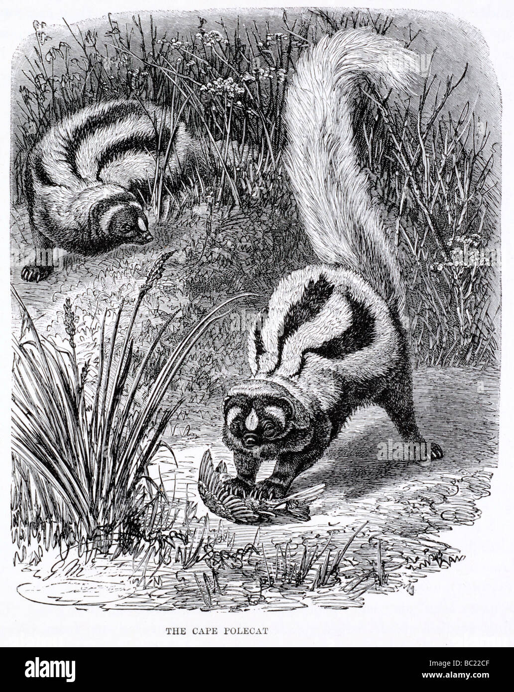 Striped polecat ictonyx striatus hi-res stock photography and images ...