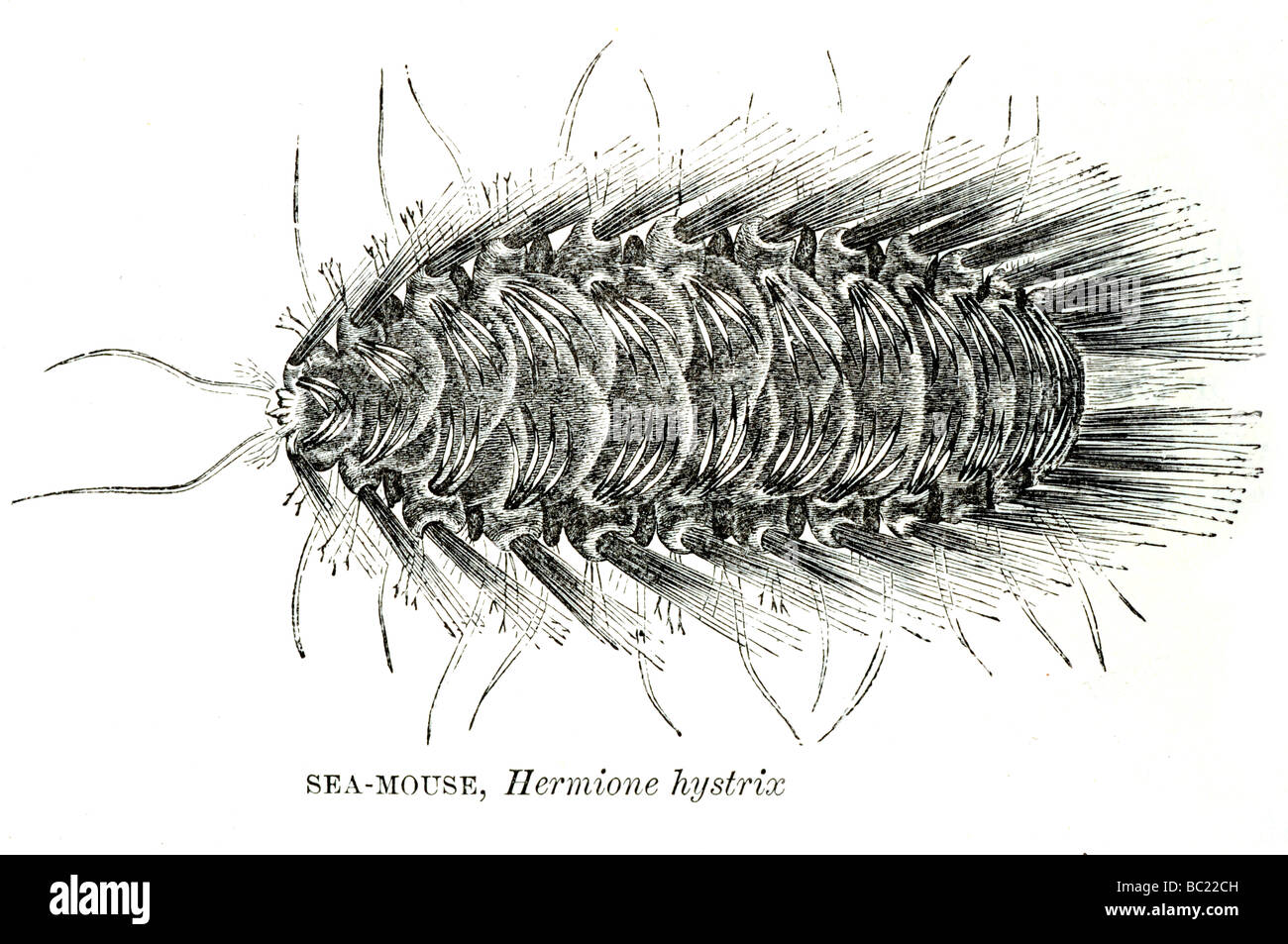 Sea Mouse Diagram
