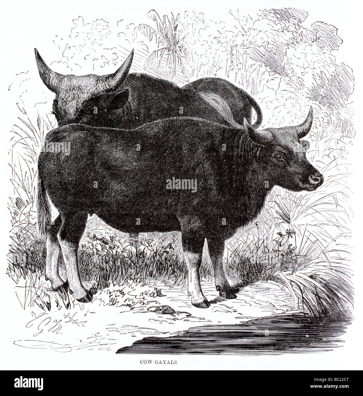 Gayal hi-res stock photography and images - Alamy