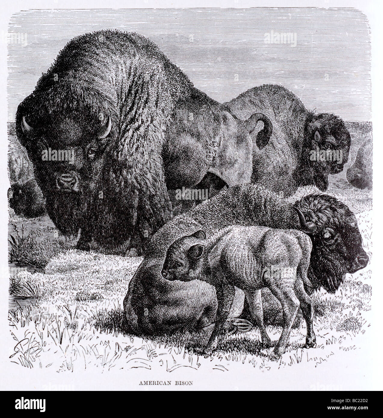 American bison bison bison illustration hi-res stock photography and ...