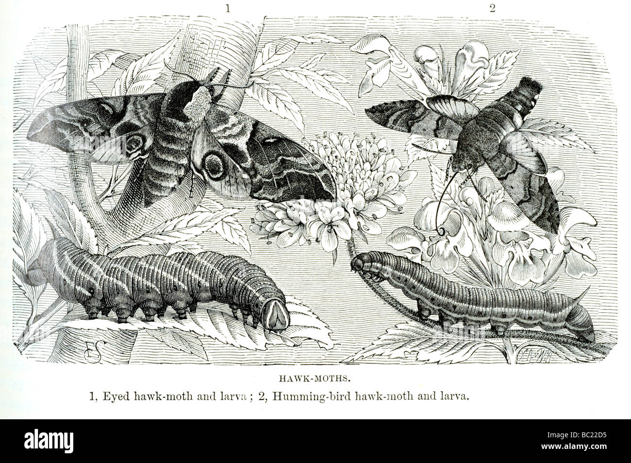 hawk moths eyed hawk moth and larva humming bird hawk moth and larva ...