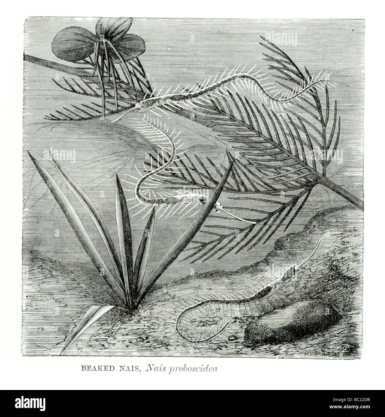 beaked nails nais proboscidea Stock Photo - Alamy