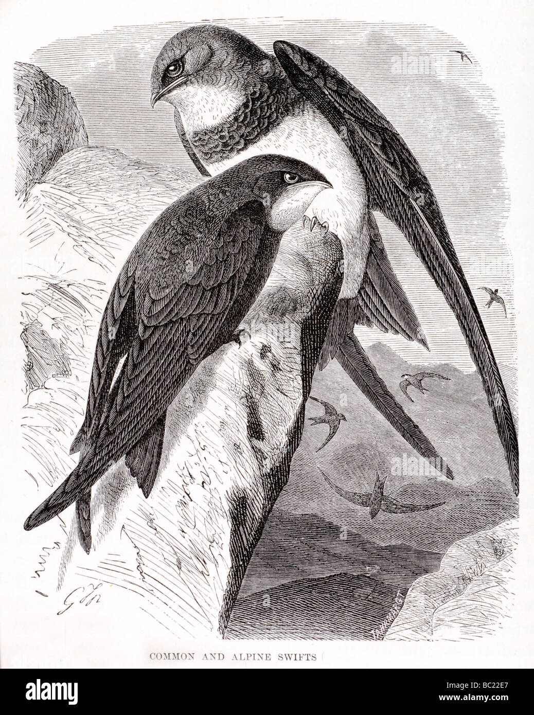 common and alpine swifts Stock Photo - Alamy