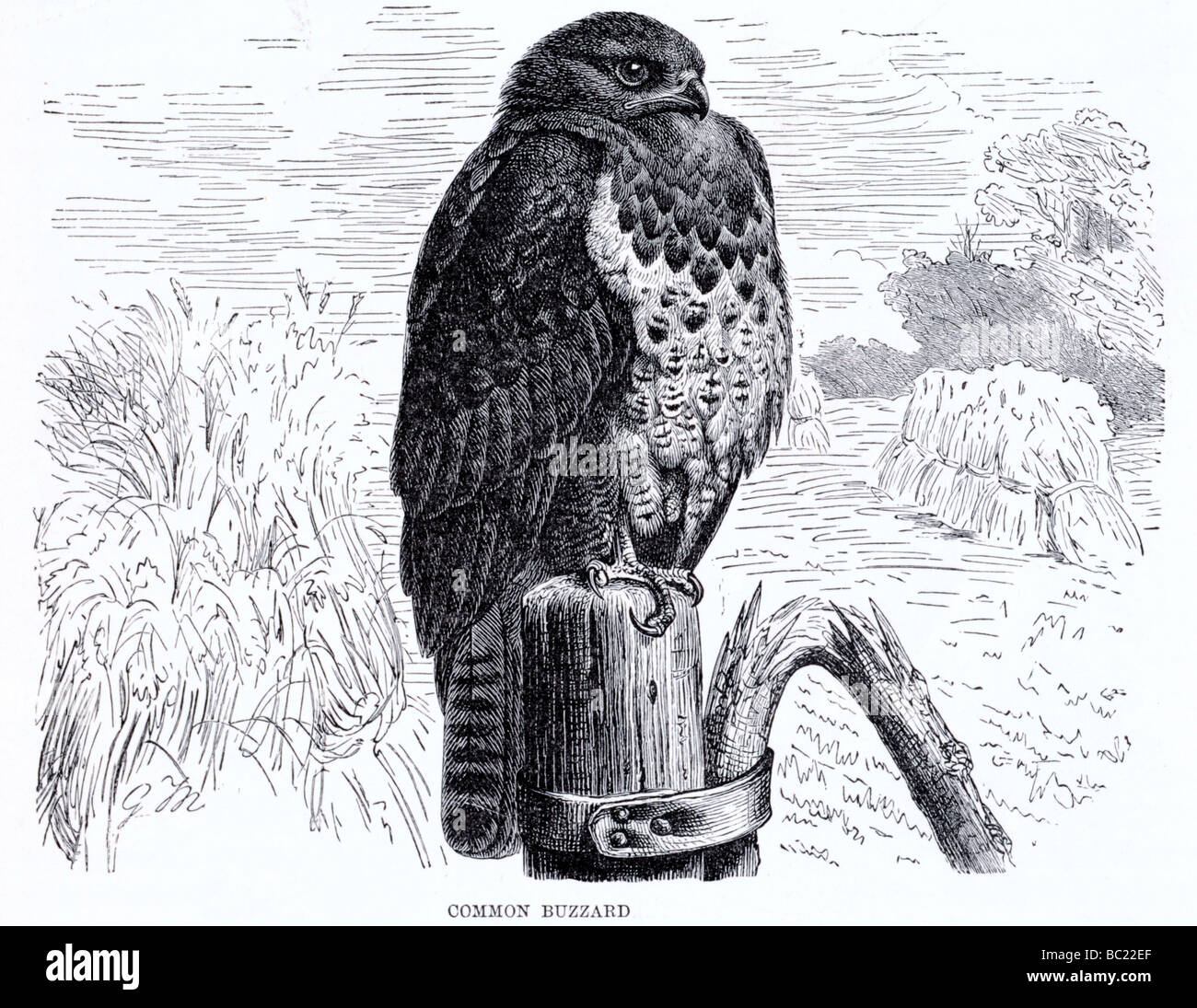 Buzzard (buteo buteo) eggs hi-res stock photography and images - Alamy