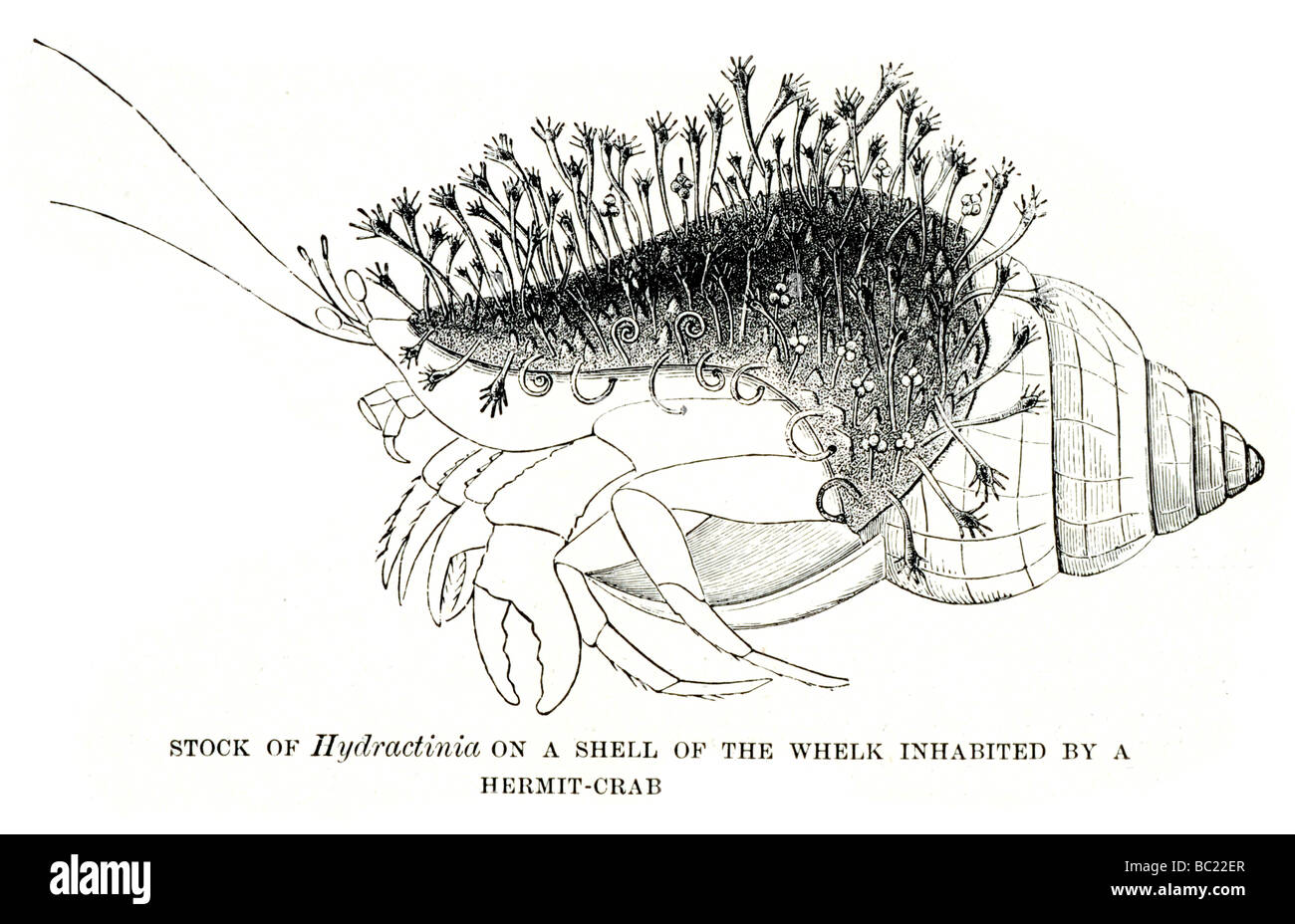 stock of hydractinia on a shell of the whelk inhabited by a hermit crab ...