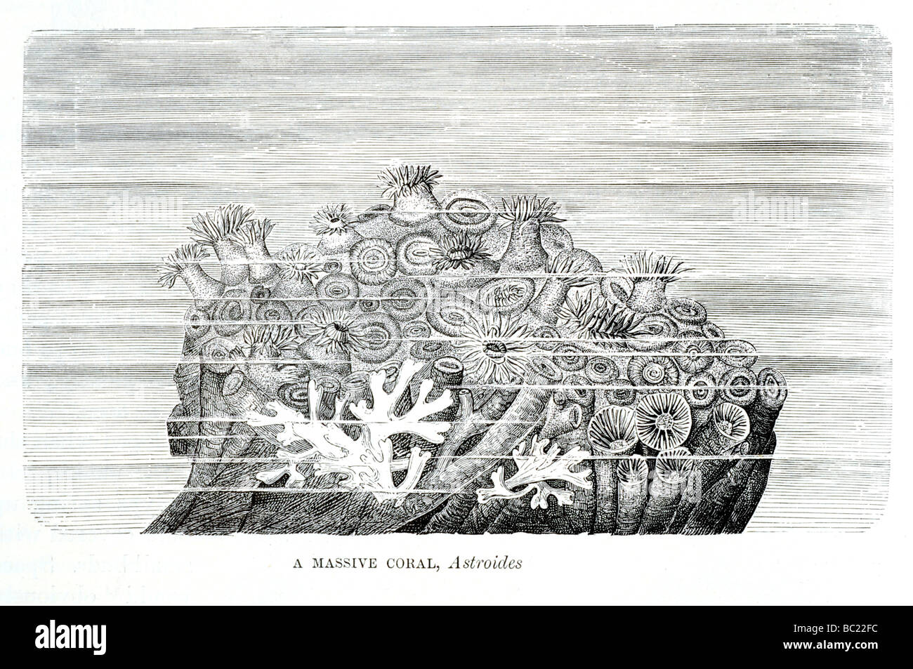 a massive coral astroides Stock Photo - Alamy