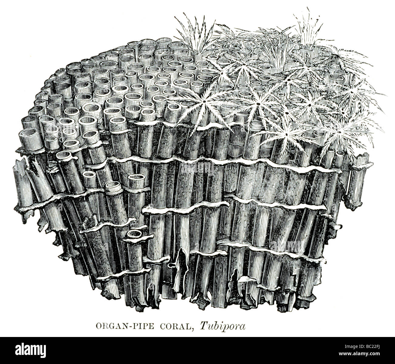 orange pipe coral tubiqora Stock Photo - Alamy