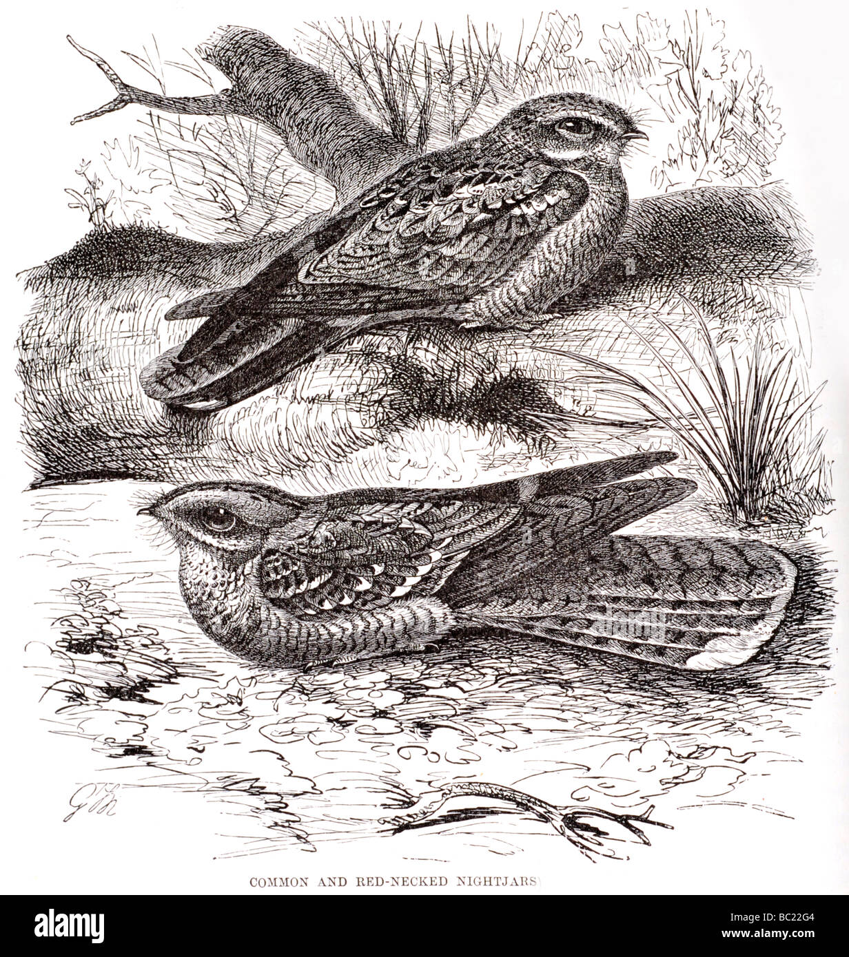 Nightjar eggs hi-res stock photography and images - Alamy