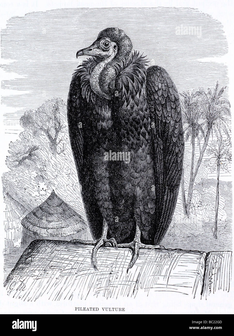 Vulture skeleton hi-res stock photography and images - Alamy