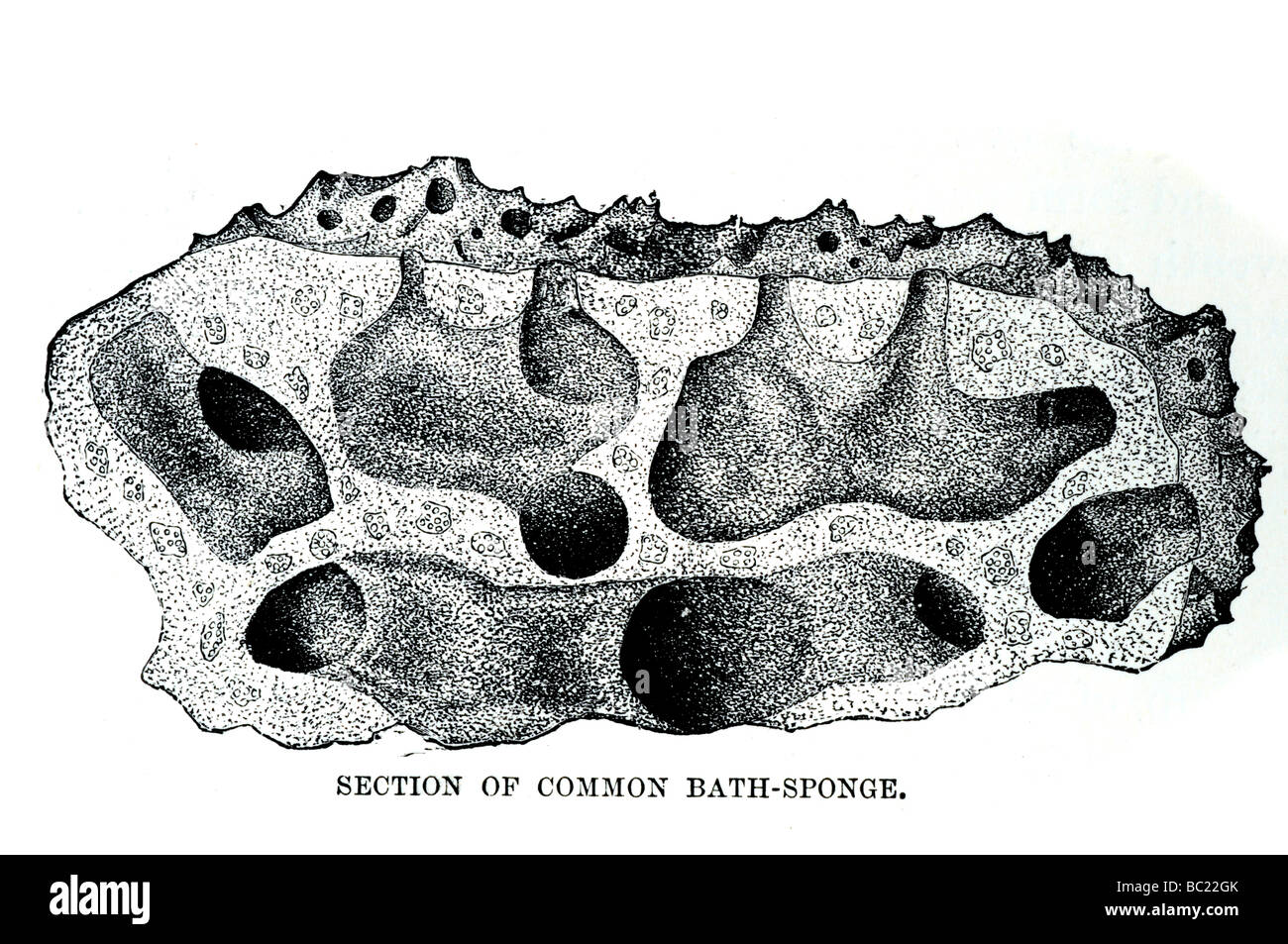 section of common bath sponge Stock Photo - Alamy